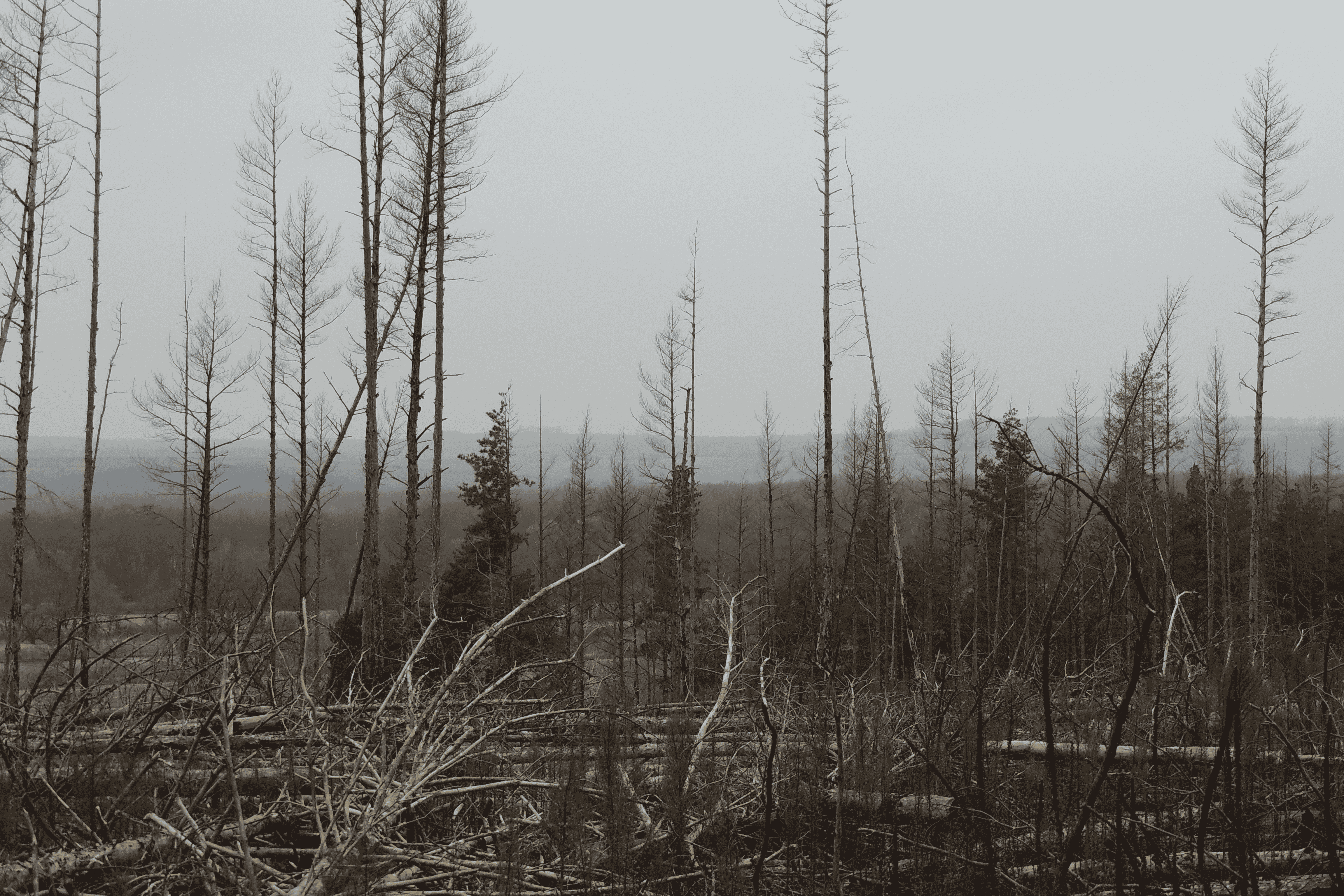 Removal of beetle infested wood - Prinoth