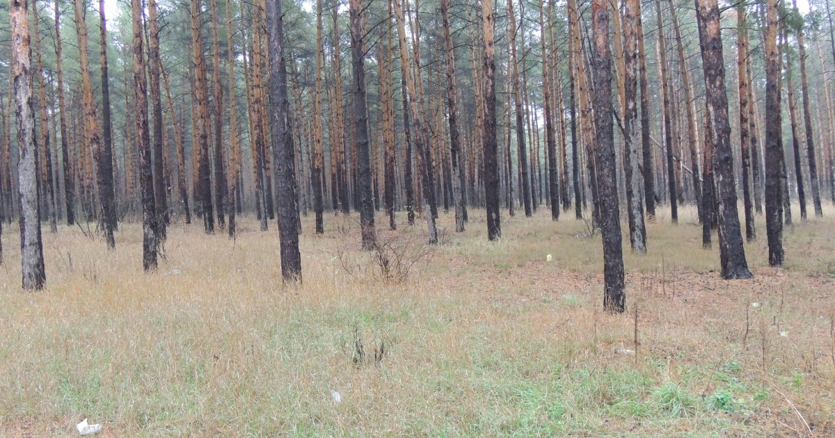 Removal of beetle infested wood - Prinoth