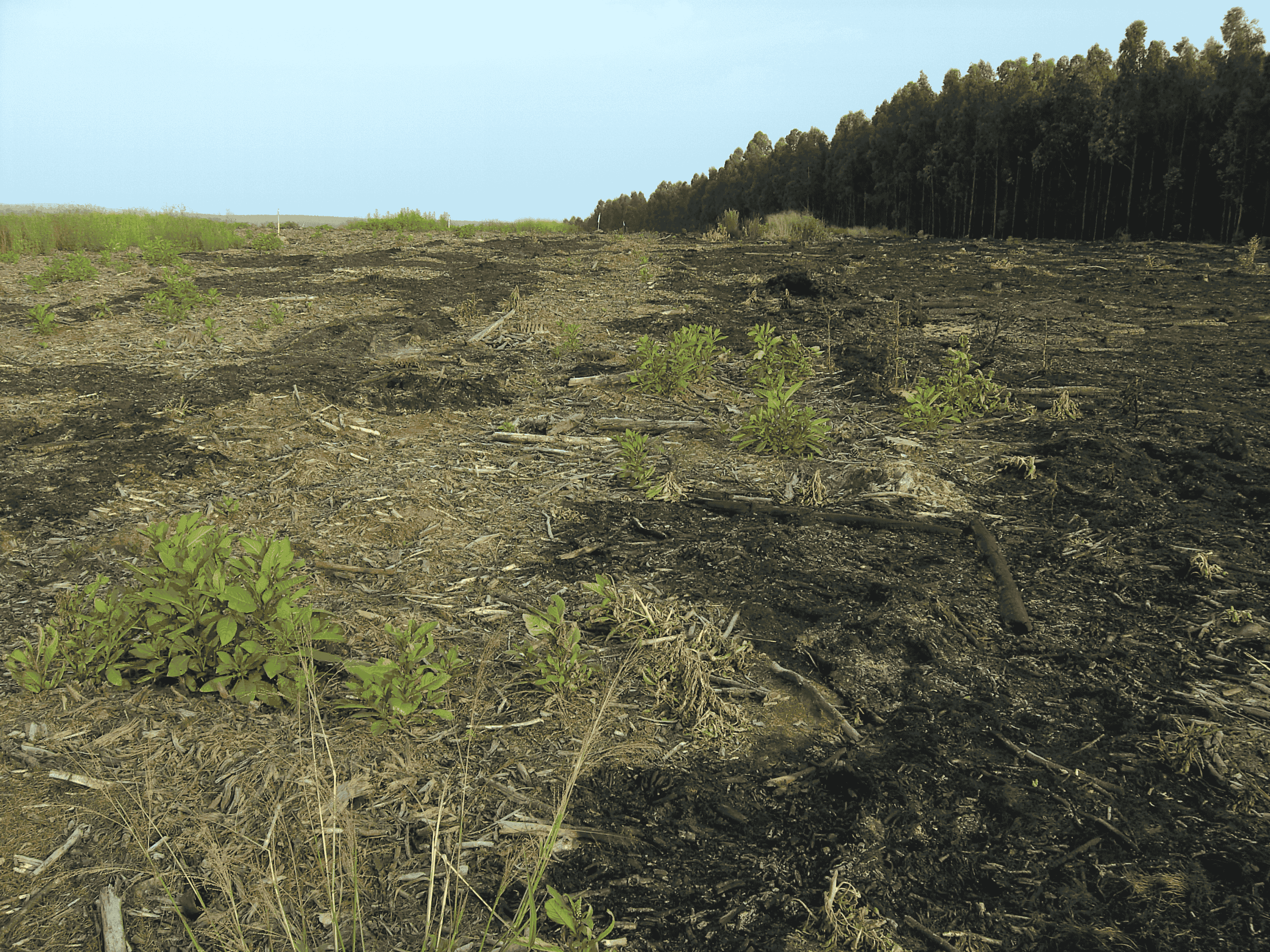 Firebreaks and prevention of fires - Prinoth