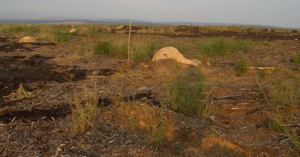 Firebreaks and prevention of fires - Prinoth