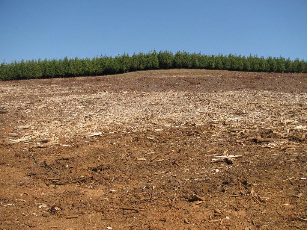 Land clearing - Prinoth