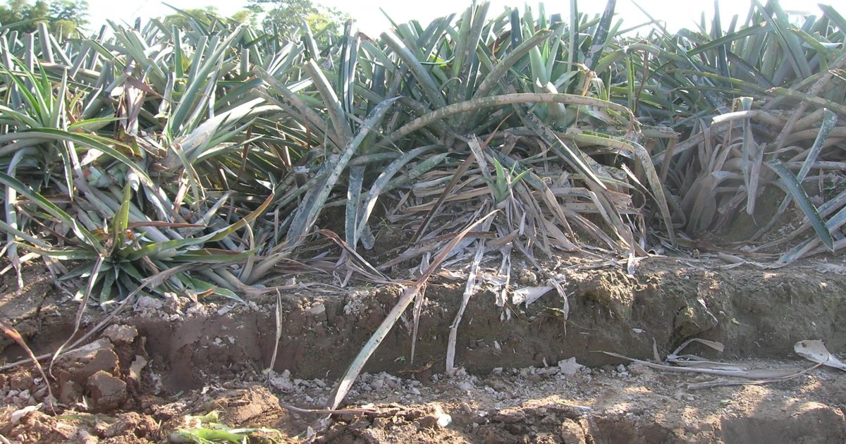 Plantation management - Prinoth