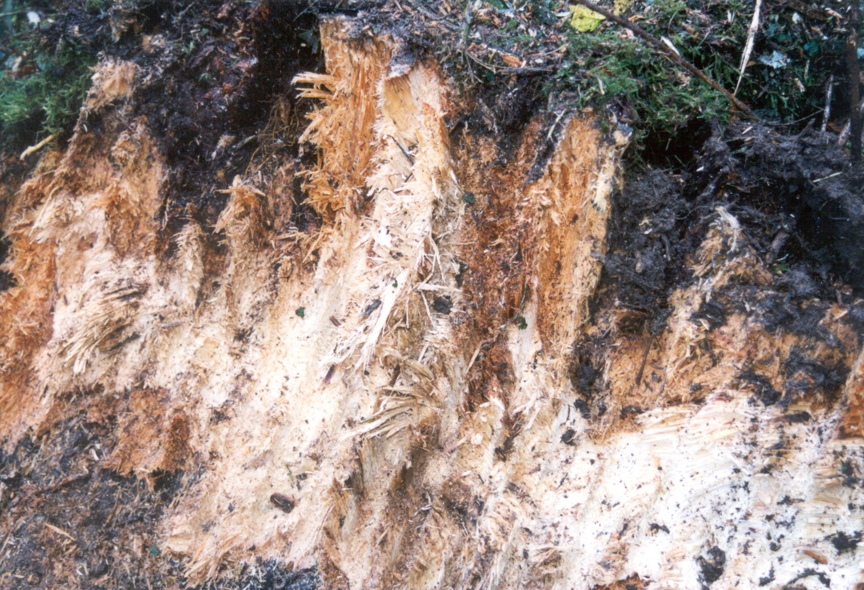 Forestry maintenance - Prinoth