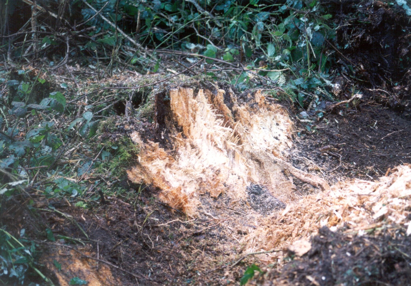 Stump removal - Prinoth